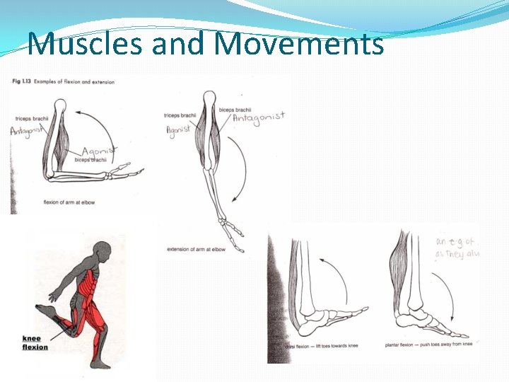 Muscles In the Body Lesson 5 Bones Review