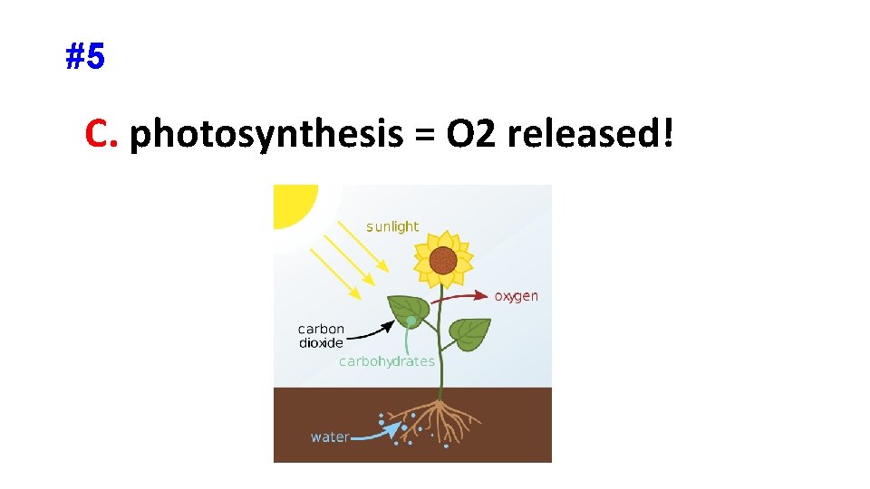 Biology EOC Review Packet Answers 1 4 Compound