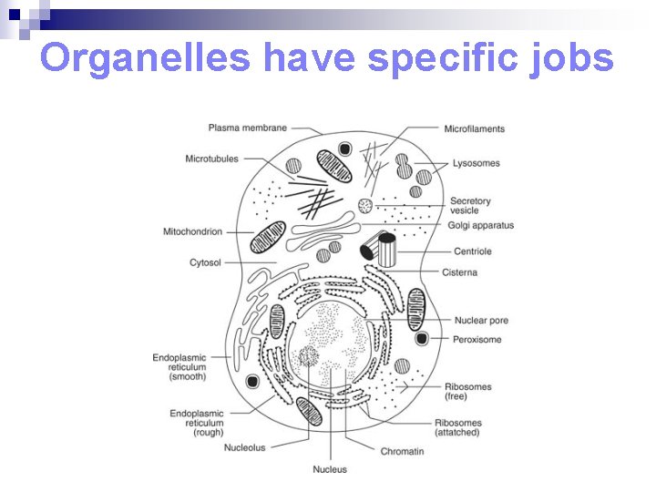 The Building Blocks of Life Cells The Cell