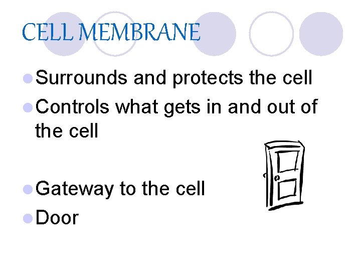 CELLS Structures and Functions organelles and jobs CELL