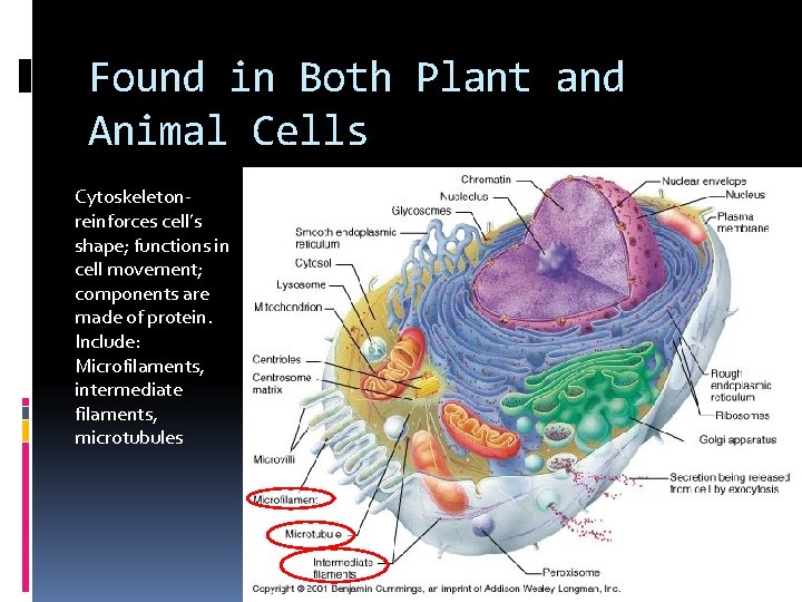 AP Biology EUKARYOTIC CELLS Found in Both Plant