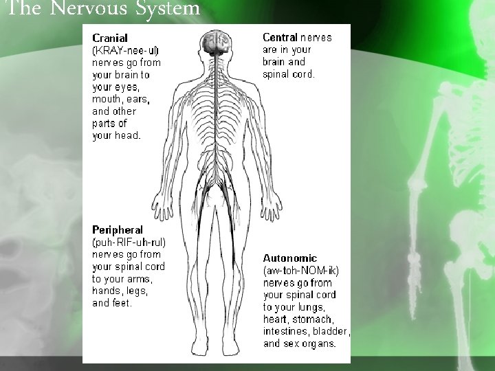 Body Systems and how they work together There