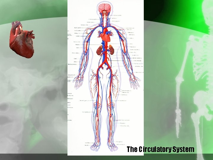 Body Systems and how they work together There
