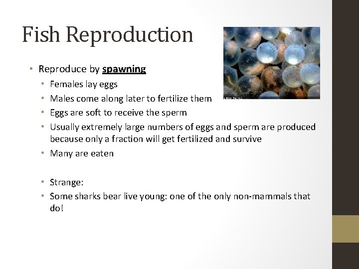 Vertebrates Chapters 17 18 What is an animal