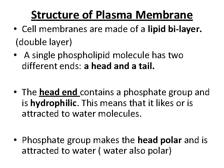 Plasma Membrane v Responsible for homeostasis Plasma membrane