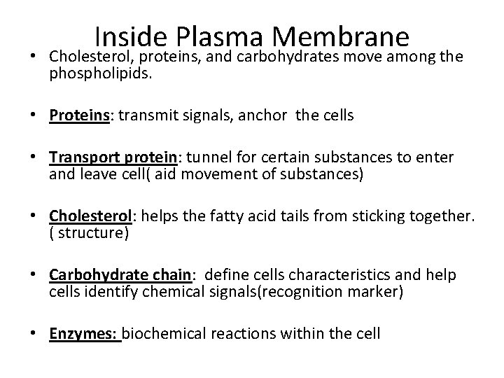 Plasma Membrane v Responsible for homeostasis Plasma membrane