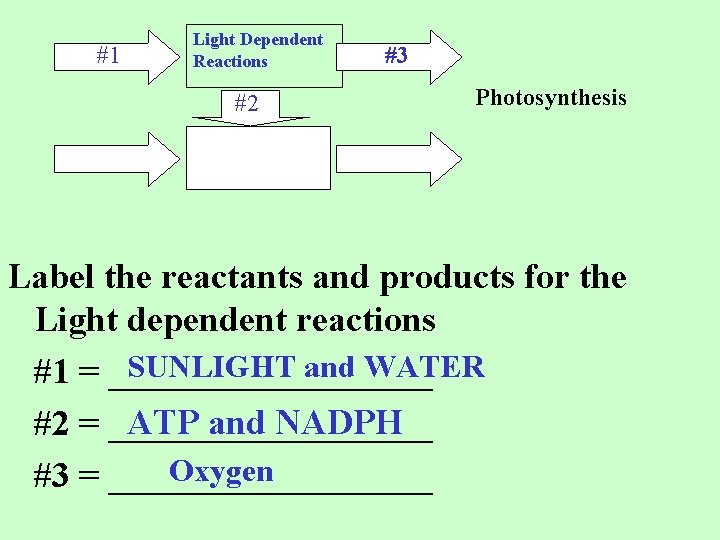 Photosynthesis Review Chapter 8 Plants look green because