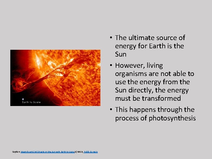 Chapter 8 Photosyntehsis General Biology I BSC 2010