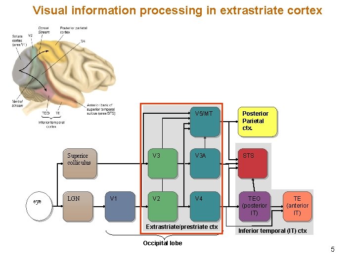 C 81 BIO Introduction to Cognitive Neuroscience and