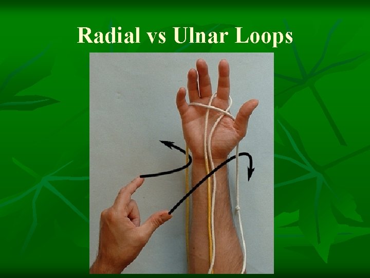 Fingerprint Analysis Francis Galton n Established that no