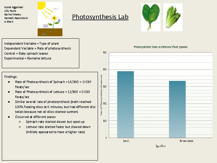 Photosynthesis Lab Leaf Disc Assay A Block Spinach
