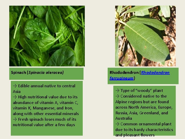 Photosynthesis Lab Leaf Disc Assay A Block Spinach