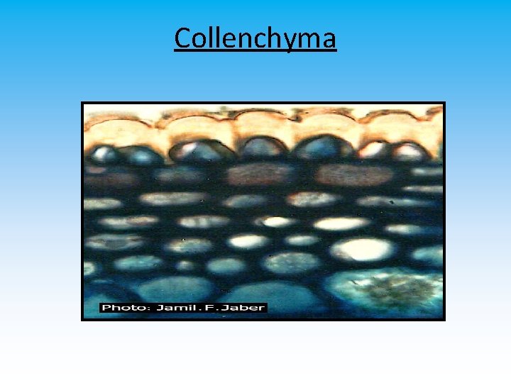 Lab 2 Plant Tissues Plant Tissues 1 Meristematic