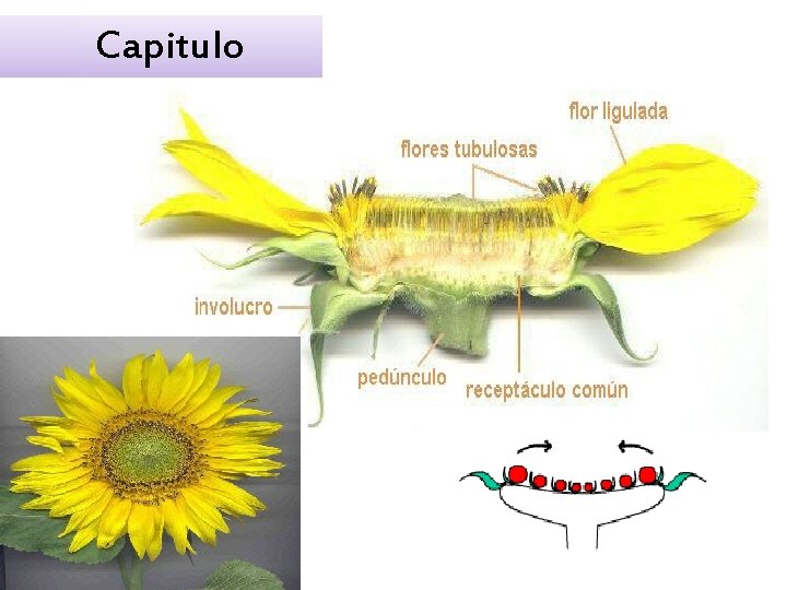 PARTES DE LA FLOR Calabaza con flores en