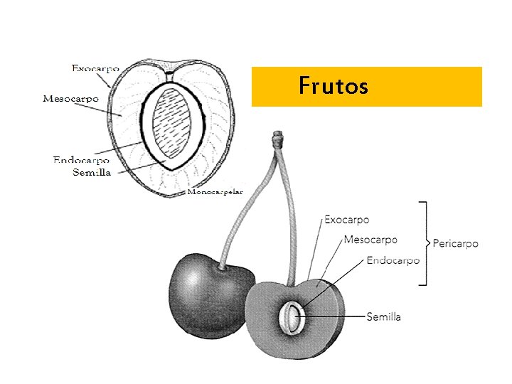 PARTES DE LA FLOR Calabaza con flores en