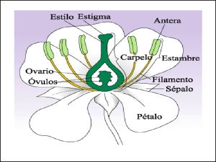 PARTES DE LA FLOR Calabaza con flores en