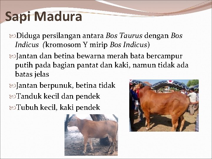 Beef cattle breeds Why beef Beef nutritional facts