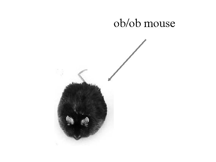 Obesity Weight Management Caloric needs Vary by age