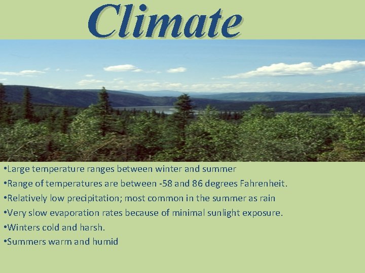 The Boreal Forest By Ryan Madden Julia Maguire