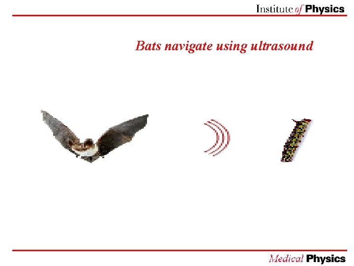 Medical uses of ultrasound Bats Bats navigate using