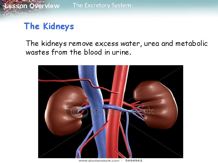 Lesson Overview The Excretory System Describe the structures