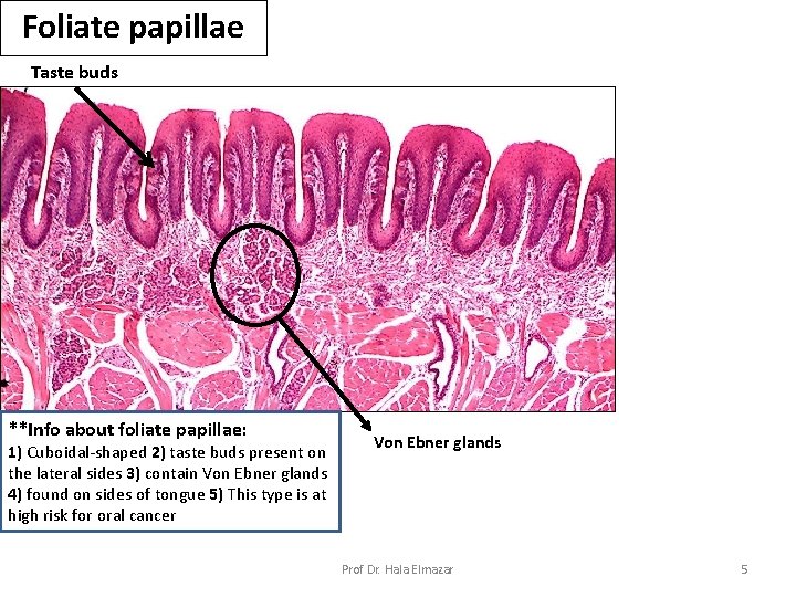 GIT practical slides 2 nd year 2021 LAB