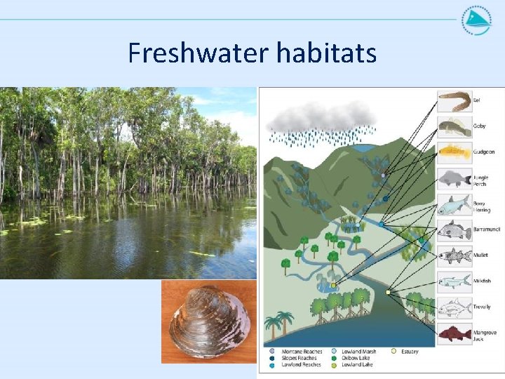 Projected changes to freshwater fish habitats Presented by