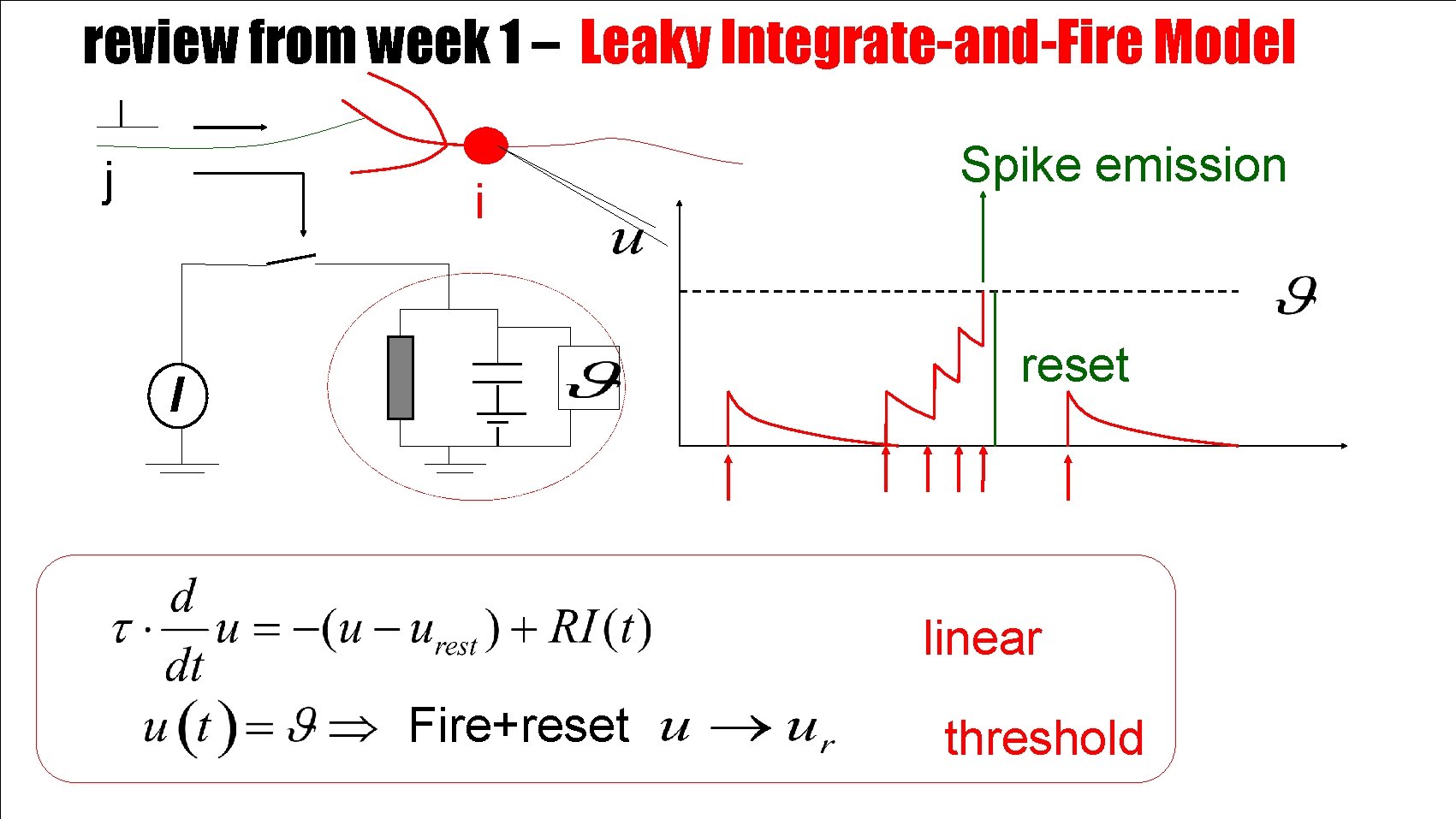Biological Modeling of Neural Networks 8 1 Transients