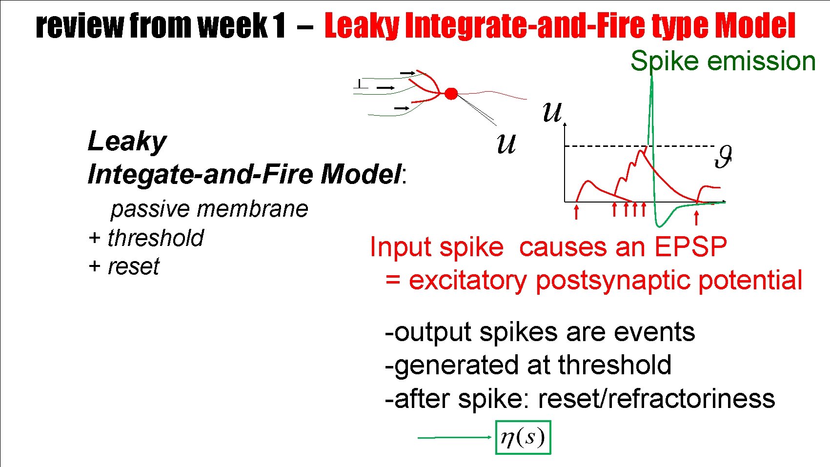 Biological Modeling of Neural Networks 8 1 Transients