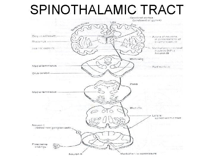 SPINAL CORD LEYE OLABIYI DEPT OF ANATOMY CMUL