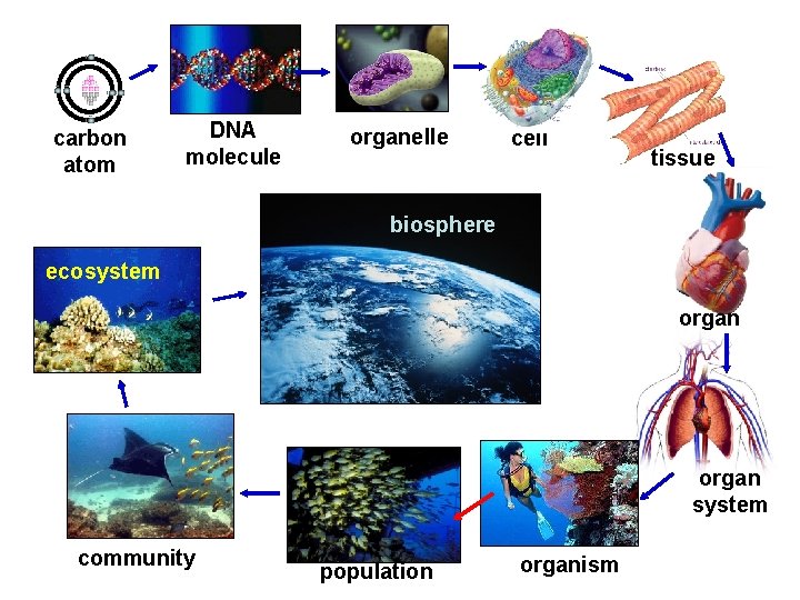 Themes of Biology carbon atom DNA molecule organelle