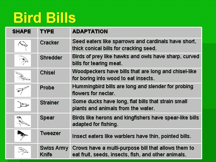Bird Adaptations Zoology Bird Adaptations 1 Types of
