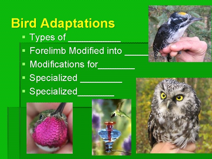 Bird Adaptations Zoology Bird Adaptations 1 Types of