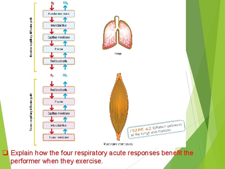 KEY KNOWLEDGE The functions responsible for short term