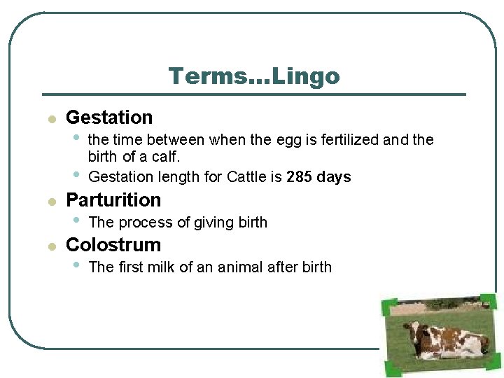 Intro to Dairy Cattle ObjectivesLingo l Describe terms