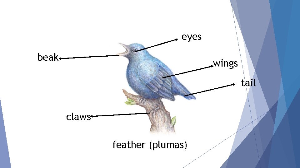 Liceo Miguel Rafael Prado Ingls TERCERO BSICO Unit