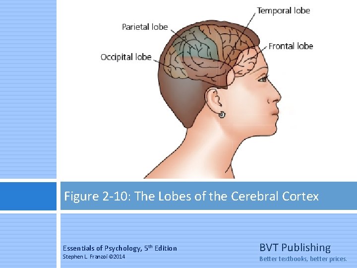 Chapter 2 Neurological and Genetic Basis of Behavior