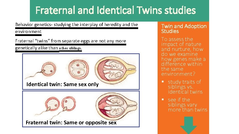 Cognitive neuroscience Study of the brain activity linked