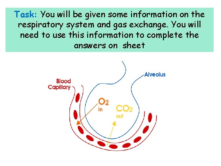 Breathing Gas Exchange Do Now activity 1 Identify