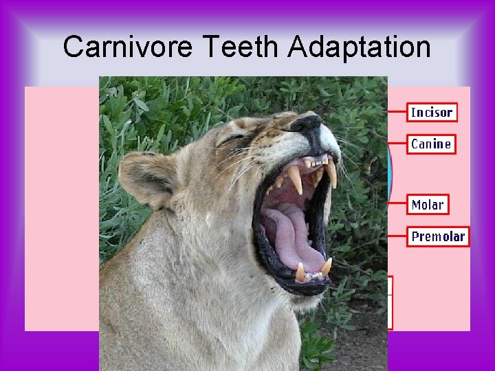 Year 9 Science Food Type Use Carbohydrate Long