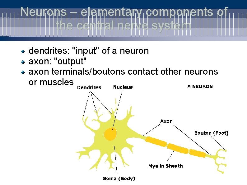 From Neuroscience to Mechatronics Presentation by Fabian Diewald