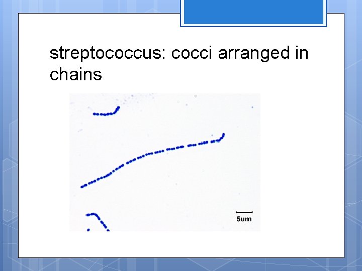 Microbiology Laboratory Procedures Microbiology the study of microbes