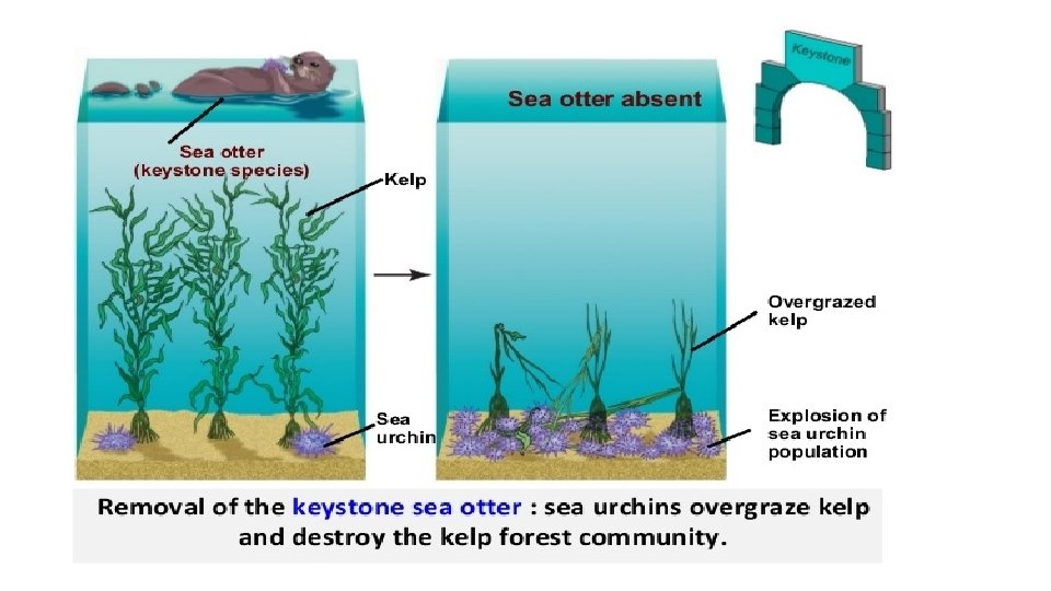Biomes can be divided into Ecosystems What is