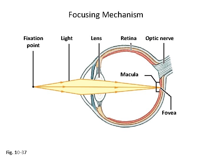 Bio 449 Lecture 12 Sensory Physiology IV Vision