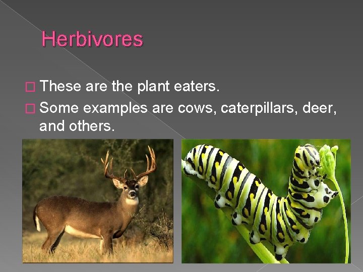 WarmUp Using the Food web that you created