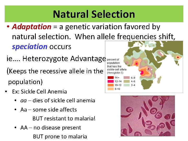 Evolution Unit Chapters 22 23 24 AP Biology