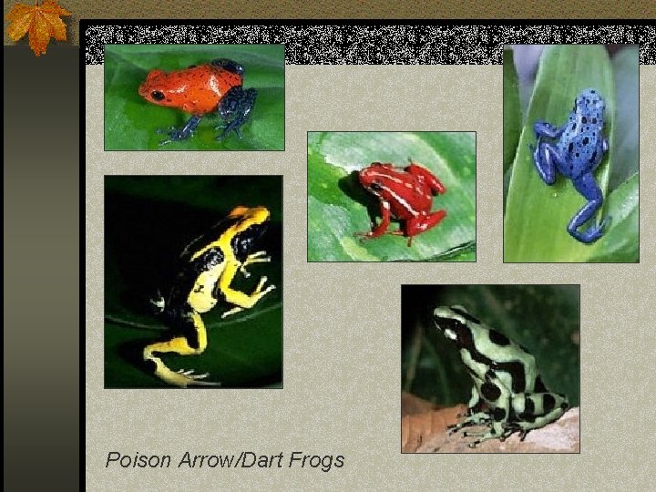 Venom Historical and Modern Uses Presented by Erin