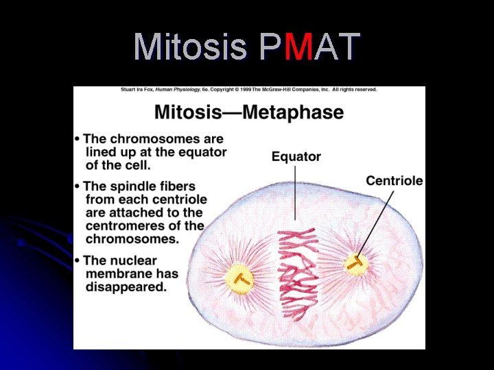 Chapter 10 2 Cell Division Think About It