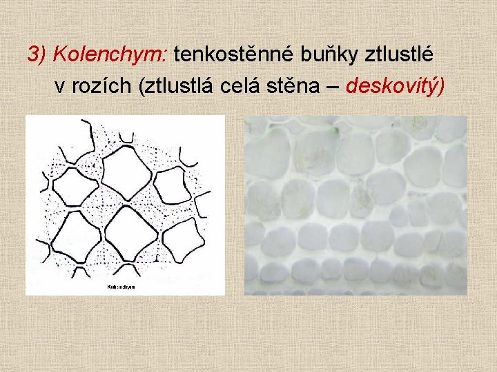 VNITN STAVBA TLA ROSTLIN Rostlinn pletiva Obecn charakteristika