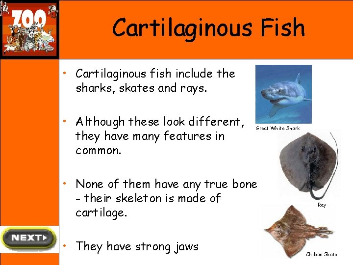 Vertebrates Invertebrates Interactive Presentation designed by Mr Phillips